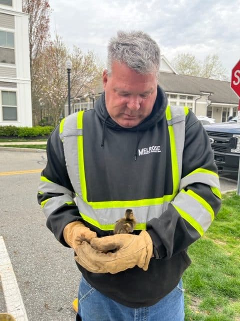 Melrose Police Rescue Ducklings From Storm Drain - Melrose Police ...
